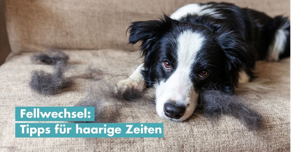 Eine haarige Angelegenheit - Fellwechsel beim Hund